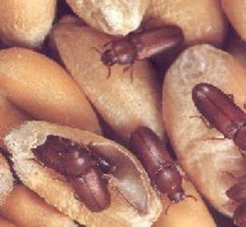 Pests - Super Fly Bug Guy